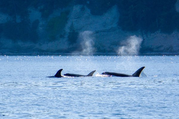 SAN JUAN SAFARIS - SEATTLE ORCA WHALE WATCHING - Updated August 2024 ...