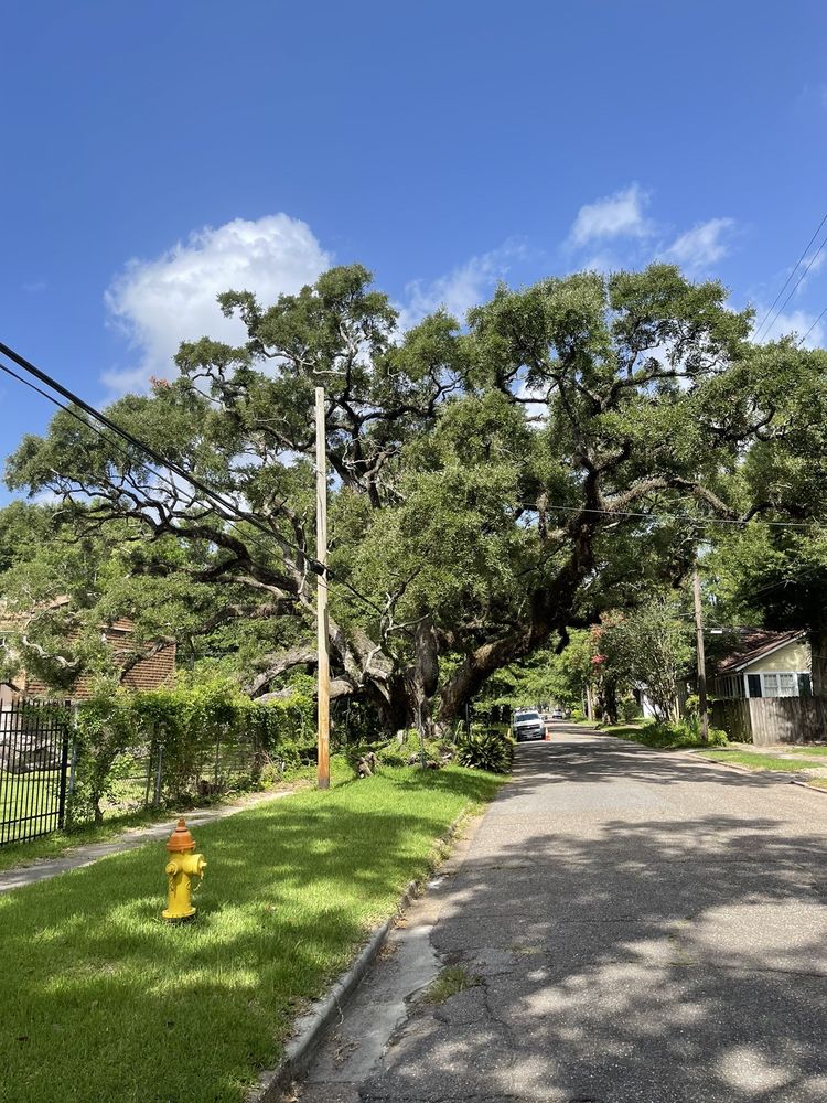 DUFFIE OAK TREE - 43 Photos - 1122 Caroline Ave, Mobile, Alabama ...