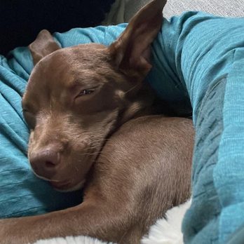 OREGON DOG RESCUE - Updated December 2025 - 50 Photos & 99 Reviews ...