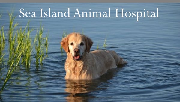 SEA ISLAND ANIMAL HOSPITAL - Updated June 2026 - 11 Photos & 31 Reviews ...