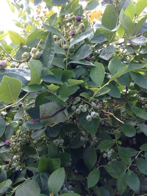 BLUEBERRY PARK - Updated August 2025 - 11 Reviews - 7417 E D St, Tacoma ...