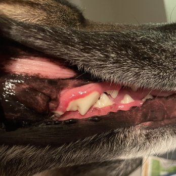 K-9 SMILES - Updated July 2024 - 60 Photos & 71 Reviews - 80 Garden Ctr ...