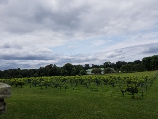 PENN OAKS WINERY - Updated July 2025 - 16 Photos & 13 Reviews - 14607 ...