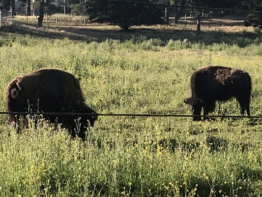 GOLDEN GATE PARK BISON - 216 Photos & 142 Reviews - John F Kennedy Dr ...