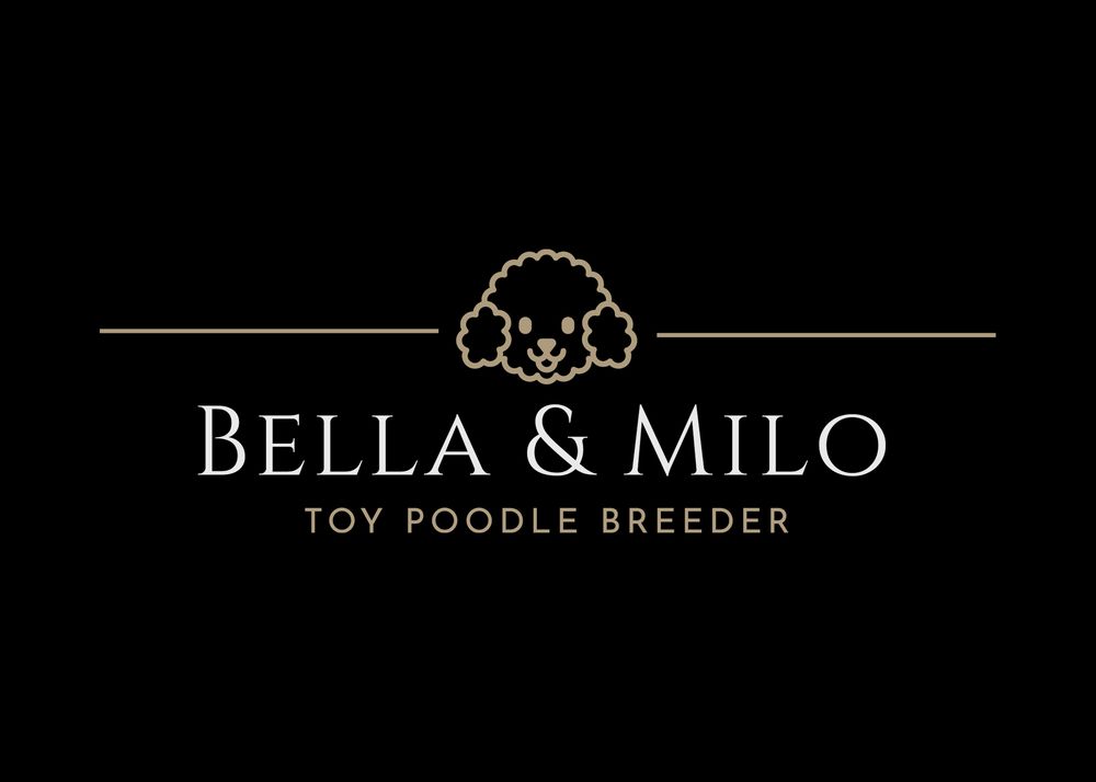 BELLA & MILO TOY POODLE BREEDER - Updated April 2024 - SAINT ALBANS ...