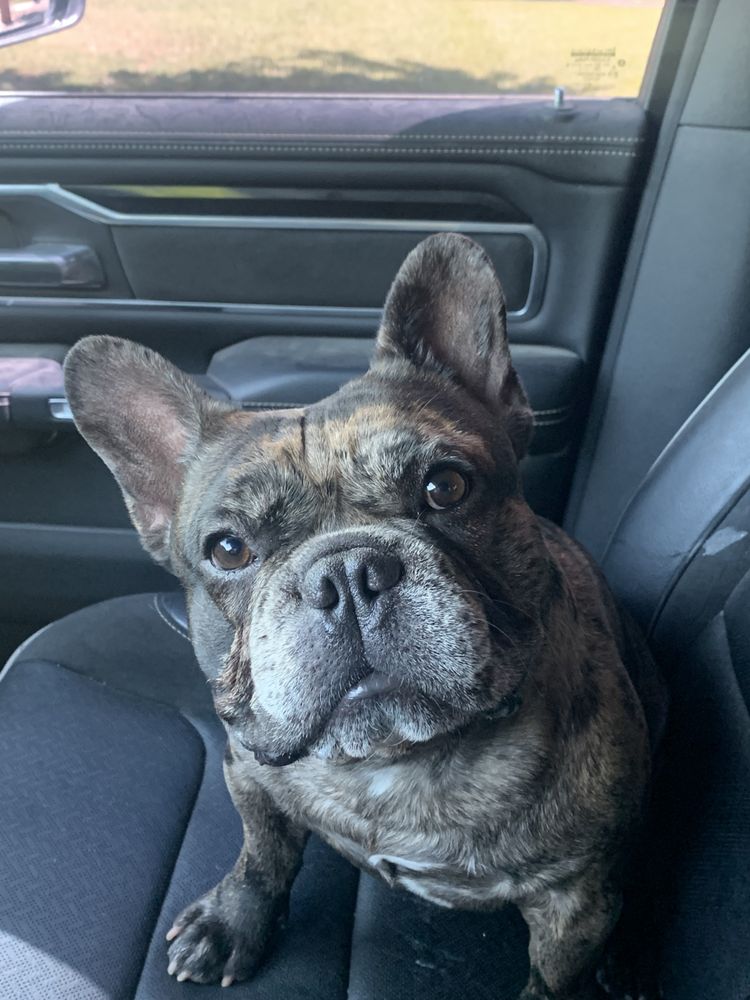 GRUENE GABLES PET RESORT - Updated January 2026 - 518 Fm306, New ...