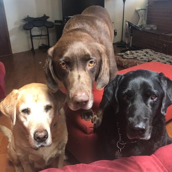 SOUTHWEST OASIS LABRADOR RESCUE - Updated December 2025 - 13 Photos ...