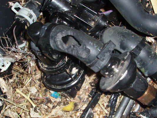 MR PACK RAT - Updated December 2025 - 30 Photos & 30 Reviews - Tucson ...