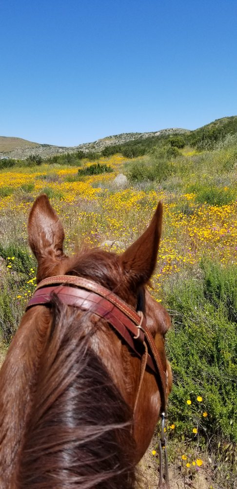 Temecula BLACK OAK RANCH - Updated November 2024 - - Horse Boarding ...