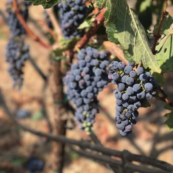 SHAFER VINEYARDS - Updated September 2025 - 176 Photos & 49 Reviews ...