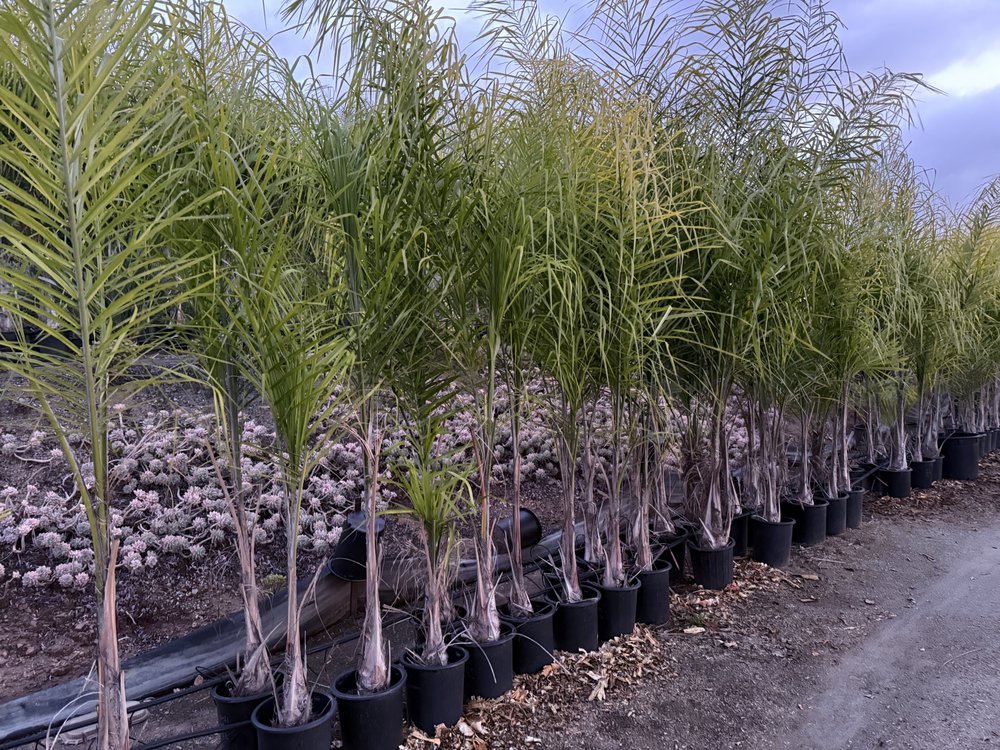 OCEAN VIEW NURSERY - Updated February 2025 - 2393 Mira Sol Dr, Vista ...