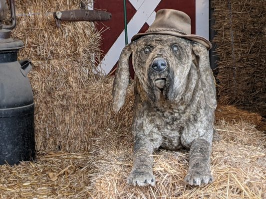 THREE CEDARS FARM - Updated October 2024 - 354 Photos & 133 Reviews ...