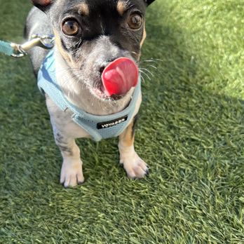 KARMA DOG TRAINING - 595 Photos & 853 Reviews - Los Angeles, California ...