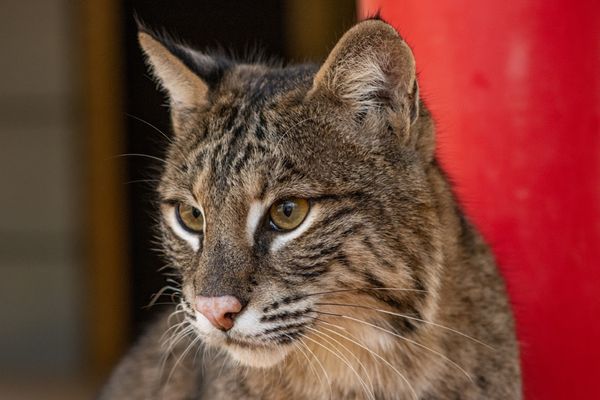 TIGER CREEK ANIMAL SANCTUARY - Updated March 2026 - 133 Photos & 46 ...