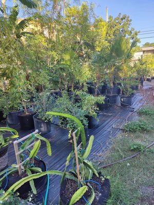 EDIBLE LANDSCAPING AND FRUIT TREE NURSERY - Updated August 2025 ...