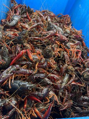 USA DAILY LIVE SEAFOOD MARKET - Updated April 2025 - 168 Photos & 94 ...