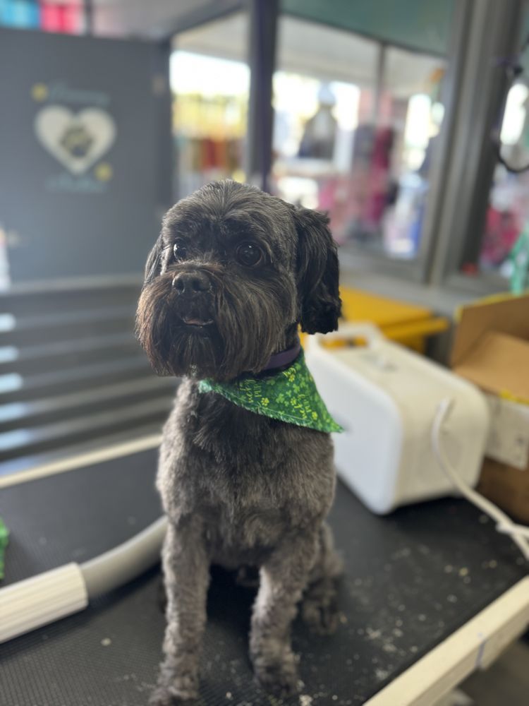 K9 CAFE BOUTIQUE & SPA - BABCOCK - Updated October 2025 - 171 Photos ...