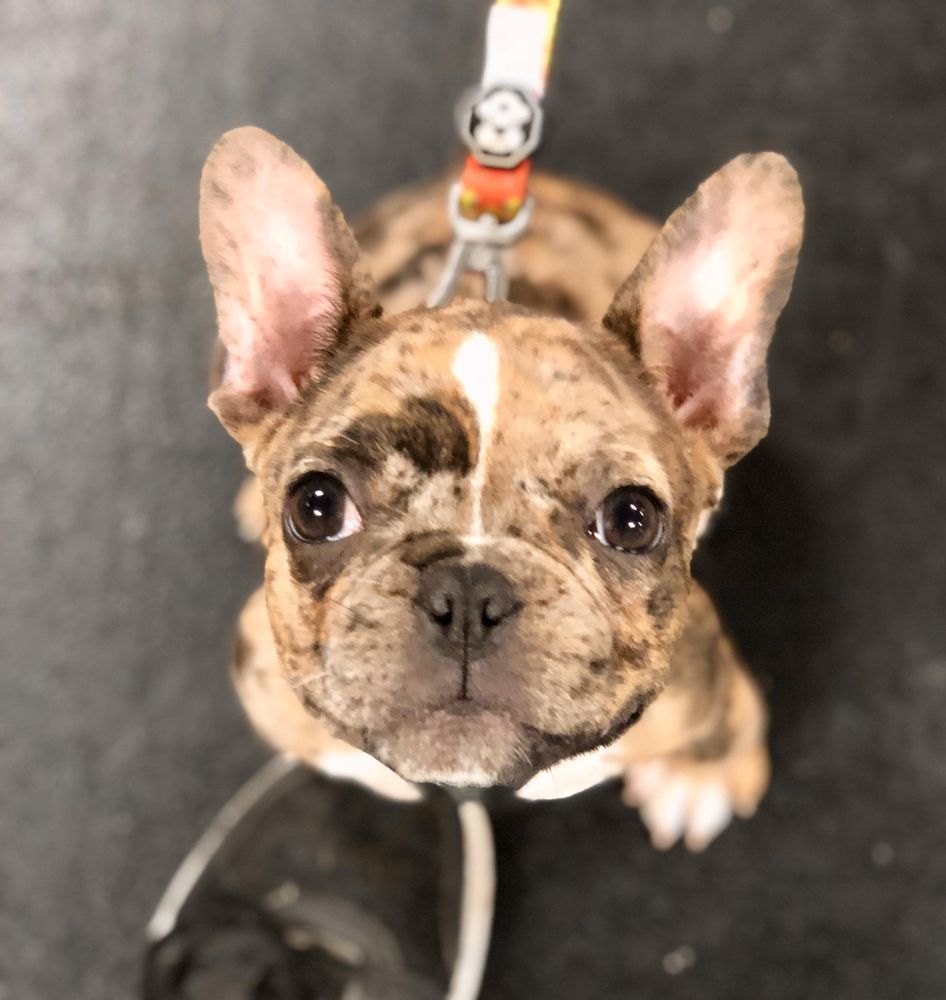 ZOOM ROOM DOG TRAINING - Updated May 2026 - 14 Photos - 2008 66th St N ...