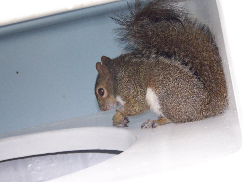 AUBURN WILDLIFE ANIMAL CONTROL - 25 Photos - Auburn, AL - Yelp