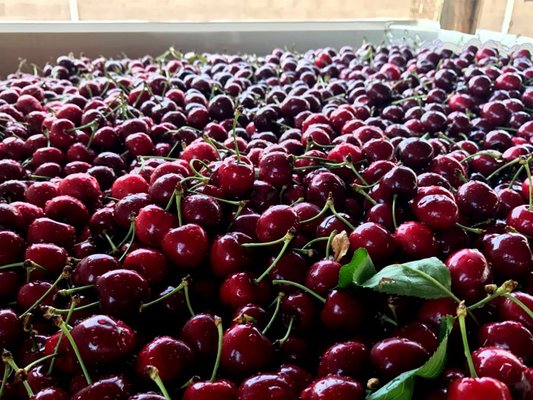 PEDRICK PRODUCE - Updated October 2025 - 1331 Photos & 631 Reviews ...