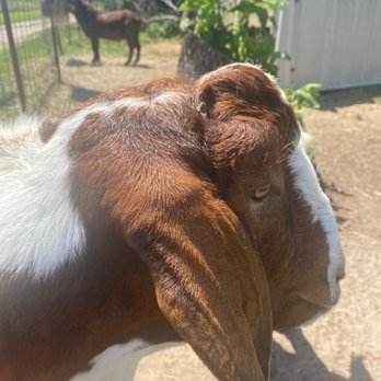 SUFFOLK COUNTY FARM - Updated January 2026 - 67 Photos & 16 Reviews ...