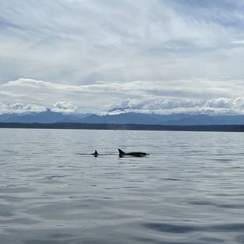 PUGET SOUND EXPRESS - Updated July 2025 - 210 Photos & 86 Reviews - 459 ...