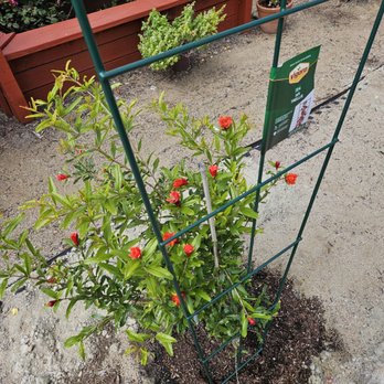 CLAUSEN NURSERY - Updated December 2025 - 112 Photos & 102 Reviews ...