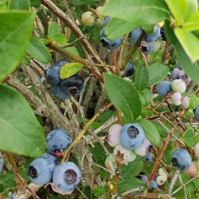 BRYANT BLUEBERRY FARM - Updated July 2025 - 38 Photos - 6900 Oak Park ...