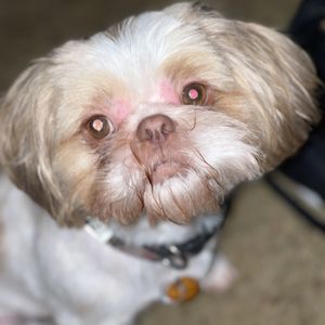 VANITY FUR MOBILE PET SPA AND GROOMING - 20 Photos & 20 Reviews - 16186 ...