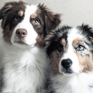 ALL AMERICAN DOG TRAINING ACADEMY - Updated June 2025 - 44 Photos ...