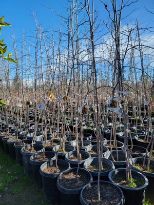 Trees Outlet Updated June 2026 63 Photos And 28 Reviews 9149 Gerber