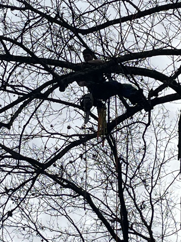 MILLERS TREE SERVICES - Updated January 2025 - Request a Quote - 62 ...