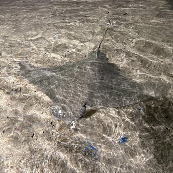 JUNGLE REEF - Updated December 2025 - 29 Photos & 26 Reviews - 750 ...