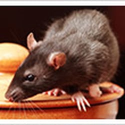 BURNS PEST ELIMINATION - 68 Photos & 205 Reviews - 2620 W Grovers Ave ...