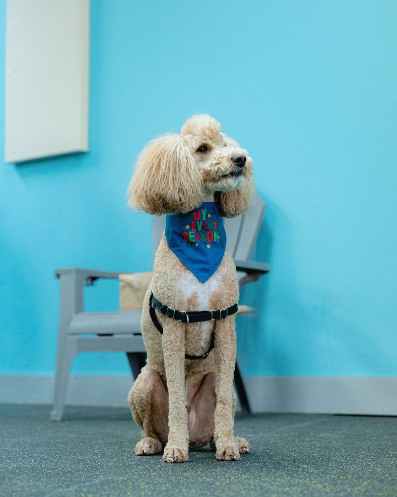 THE BARK PARK - Updated November 2025 - 11 Photos - 4500 Montevallo Rd ...