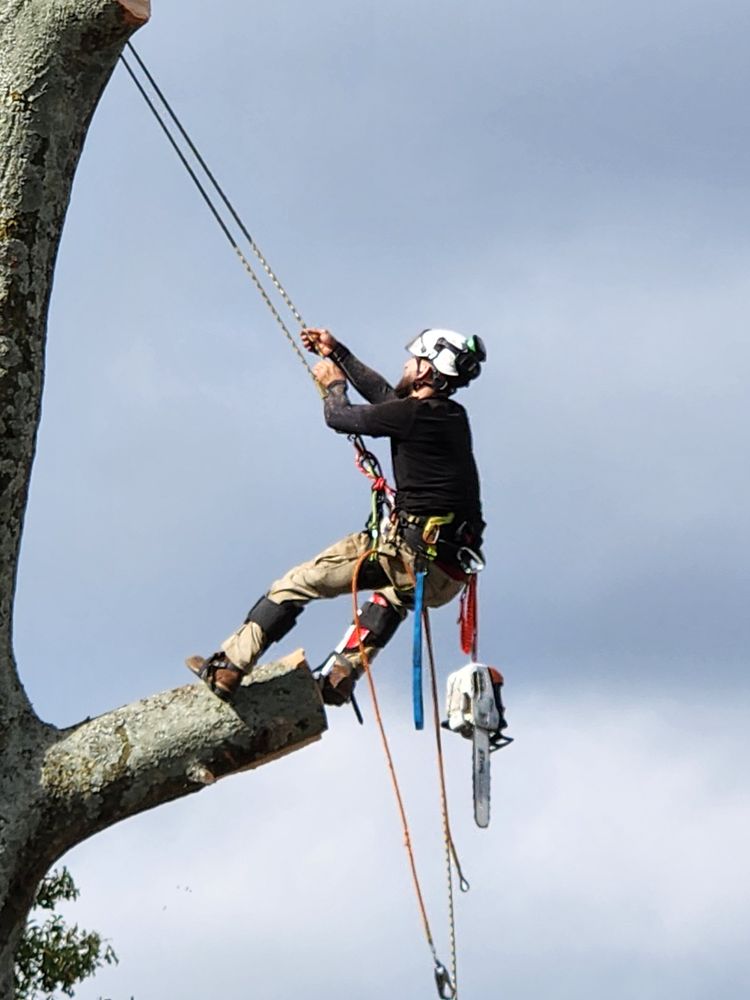 GORDON PRO TREE SERVICE - Updated February 2025 - 35 Photos & 14 ...