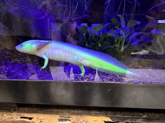 SNAKE DISCOVERY A REPTILE EXPERIENCE - Updated October 2025 - 44 Photos ...