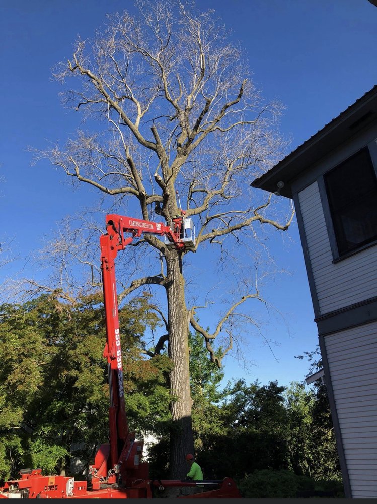 CARDINAL TREE SERVICE - Updated December 2025 - Reedley, California ...