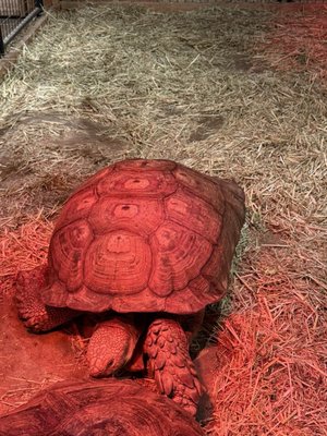 JUNGLE REEF - Updated December 2025 - 29 Photos & 26 Reviews - 750 ...