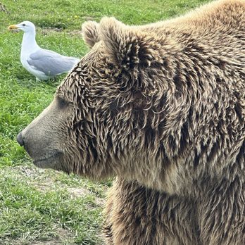 OLYMPIC GAME FARM - Updated July 2024 - 785 Photos & 354 Reviews - 1423 ...