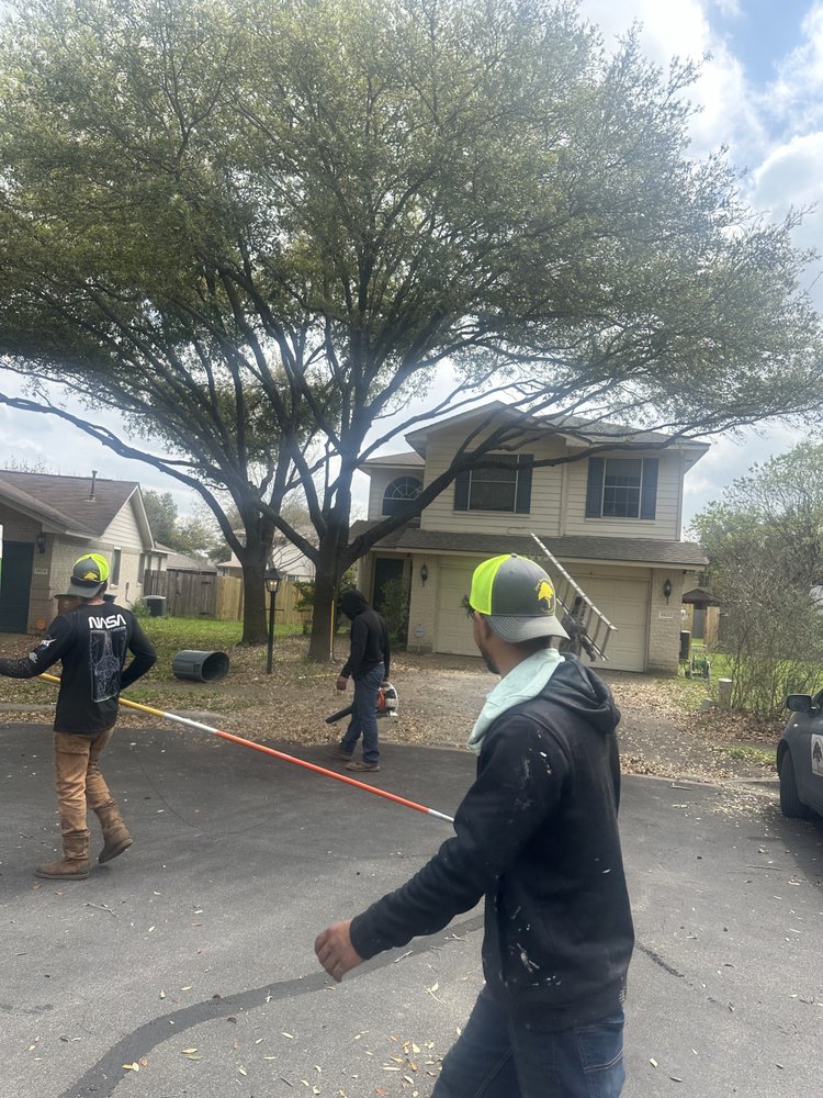 ORTIZ TREE TRIMMING - Updated December 2025 - 361 Photos & 289 Reviews ...