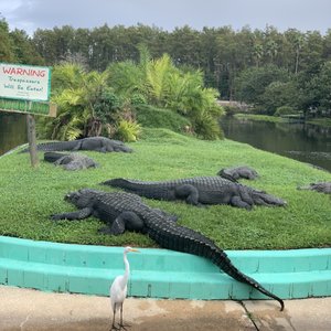 GATORLAND - 2599 Photos & 708 Reviews - Zoos - 14501 S Orange Blossom ...