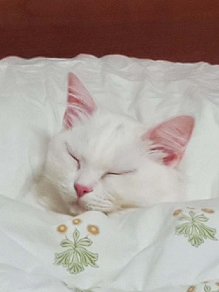 PAWS HUMANE SOCIETY - Updated March 2026 - 17 Photos & 10 Reviews ...