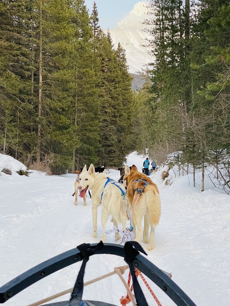 HOWLING DOG TOURS - Updated October 2025 - 35 Photos & 15 Reviews ...