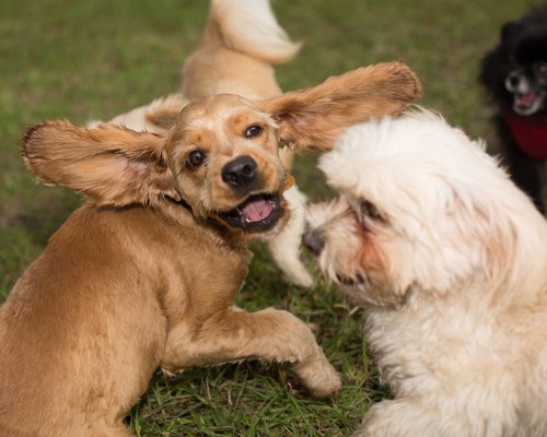 DOG KIDZ COUNTRY DAYCARE & BOARDING - Updated October 2025 - 16 Photos ...