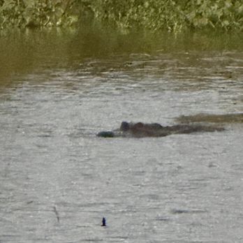 AIRBOAT TOURS BY ARTHUR MATHERNE - Updated March 2026 - 514 Photos ...