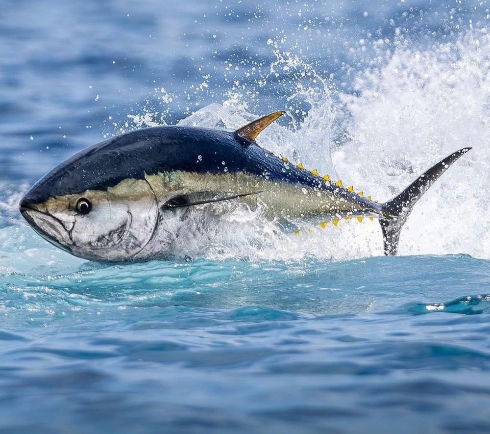 TRUE NORTH OFFSHORE - Updated January 2026 - Request a Quote - 44 ...