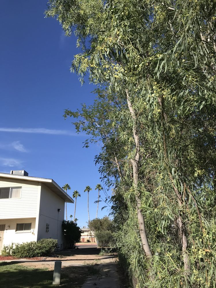PEÑA TREE & LANDSCAPE SERVICE - Request a Quote - 26 Photos - Phoenix ...