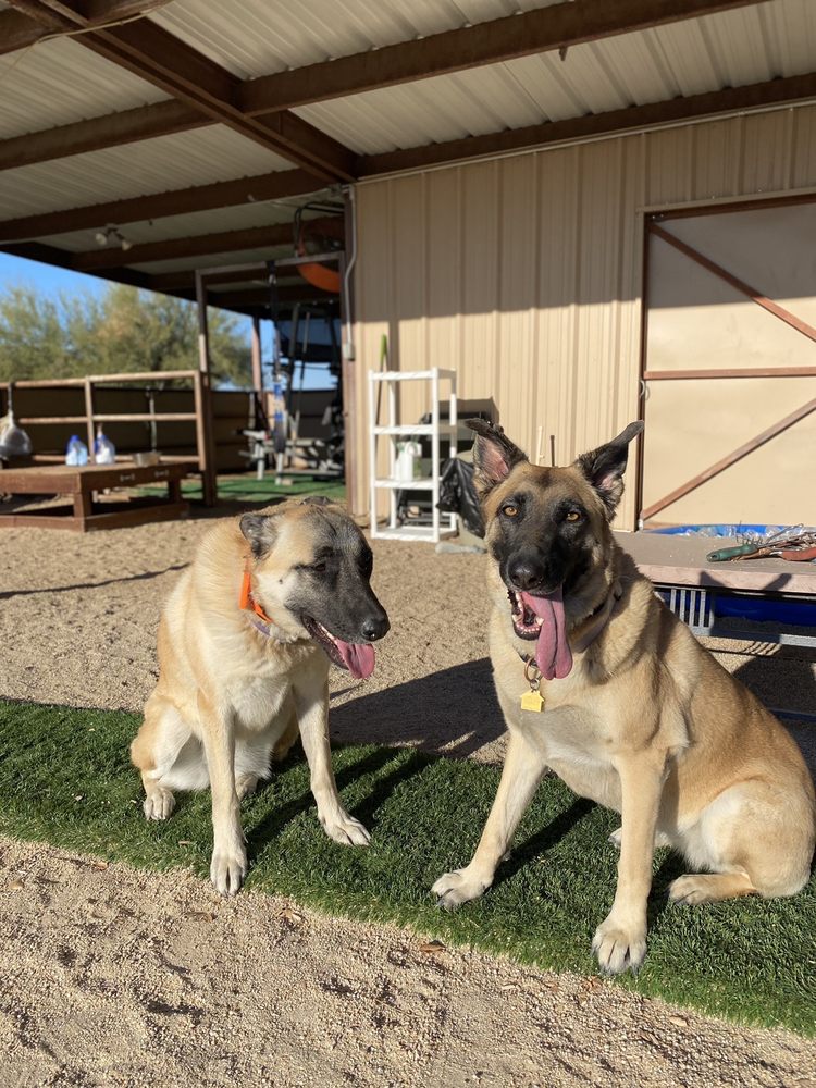 SAVING PAWS RESCUE, AZ - Updated May 2025 - 10 Photos & 35 Reviews ...
