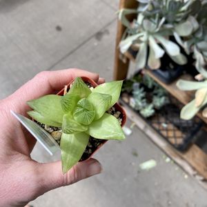 IFA COUNTRY STORE - SALT LAKE CITY - Updated June 2025 - 11 Photos & 19 ...